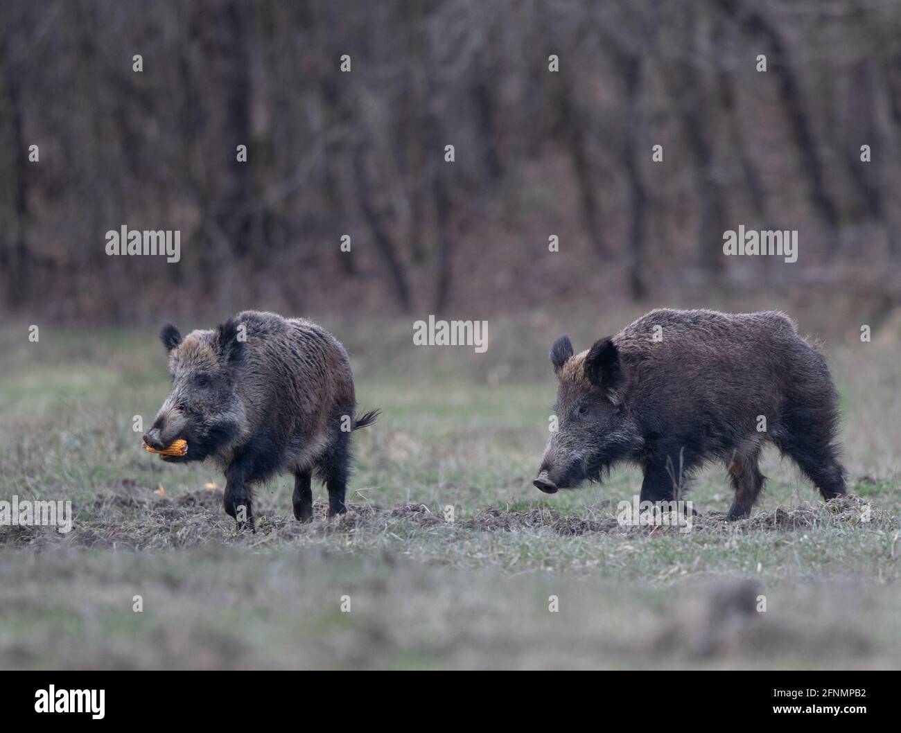 Sus scrofa group corn hi-res stock photography and images - Alamy
