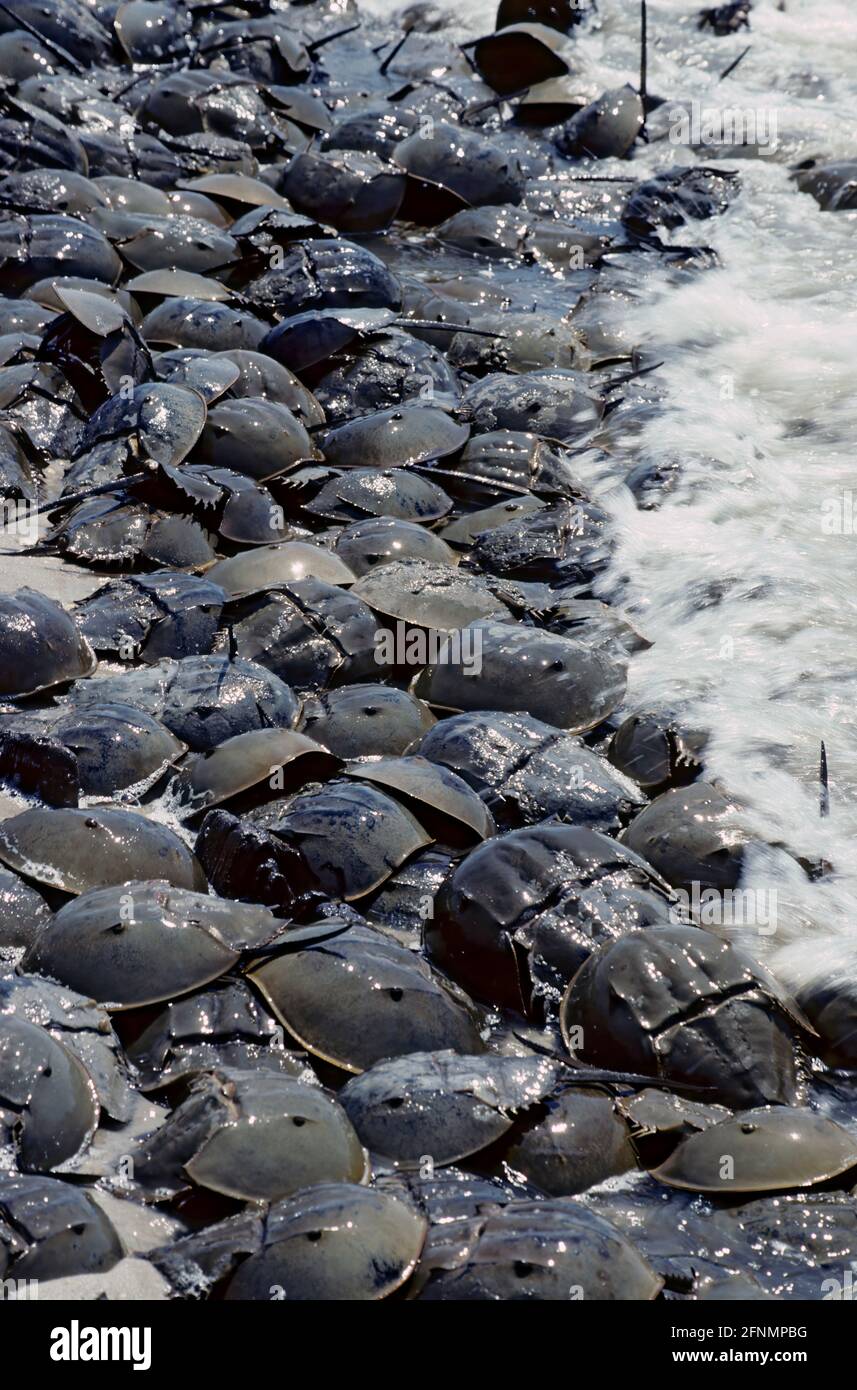 Horseshoe Crabs - Spawning at High Tide Limulus polyphemus Delaware Bay ...