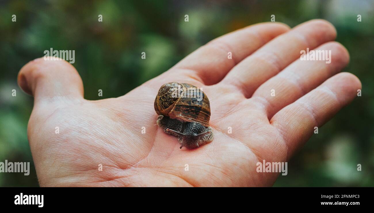 Human hand holding a snail Stock Photo - Alamy
