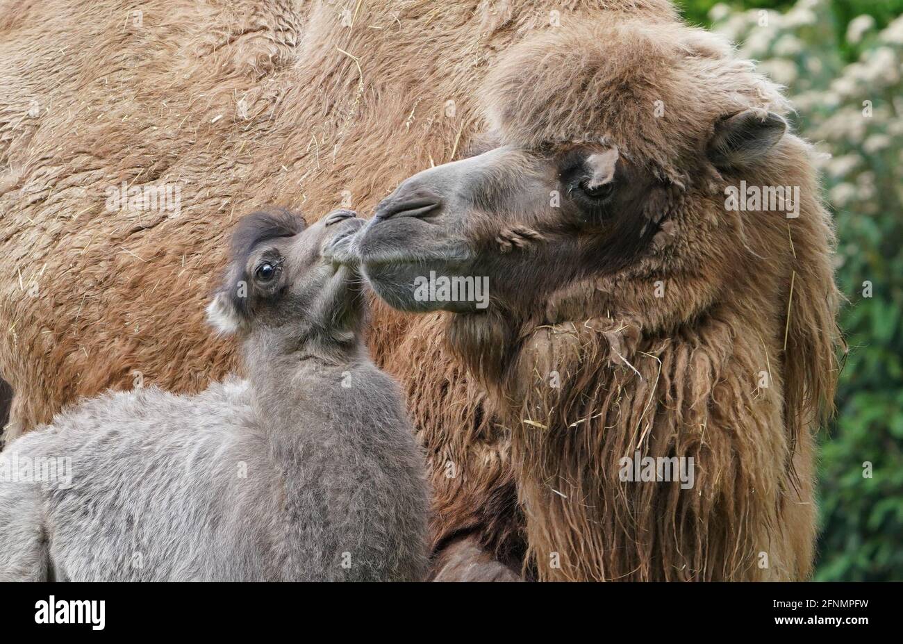 Hamburg, Germany. 18th May, 2021. Baby camel Silke cuddles with mother ...