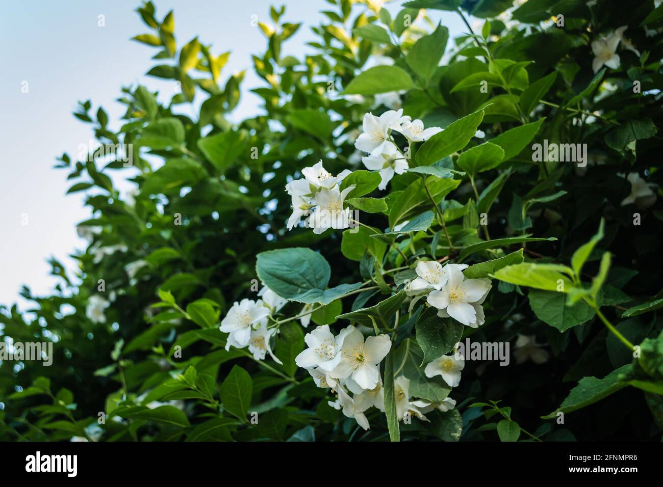 Jasmine bush in full bloom hi-res stock photography and images - Alamy