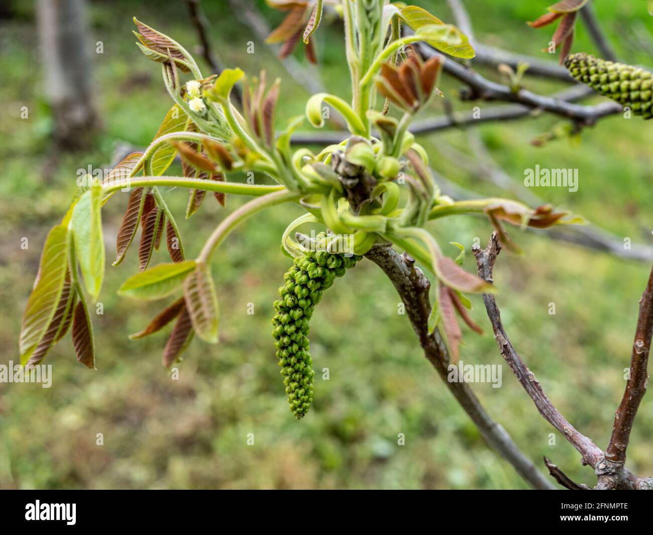 Fruit of a walnut tree in spring Stock Photo - Alamy