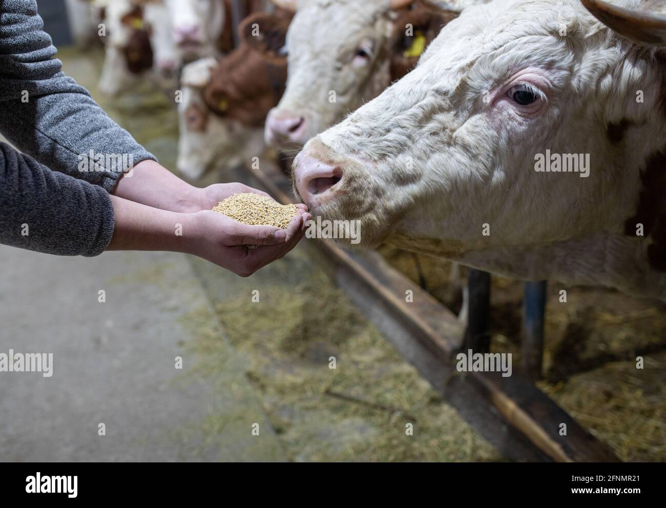 Farmer holding dry feed in hands and giving to cows in barn Stock Photo ...
