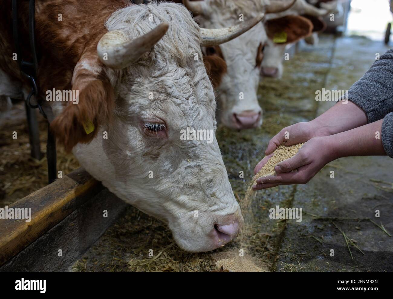 Farmer holding dry feed in hands and giving to cows in barn Stock Photo ...