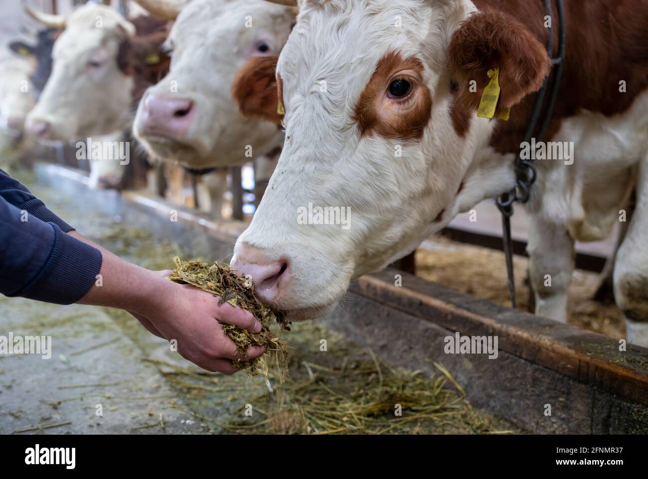 Farmer feeding cows from hand with lucerne in stable Stock Photo - Alamy