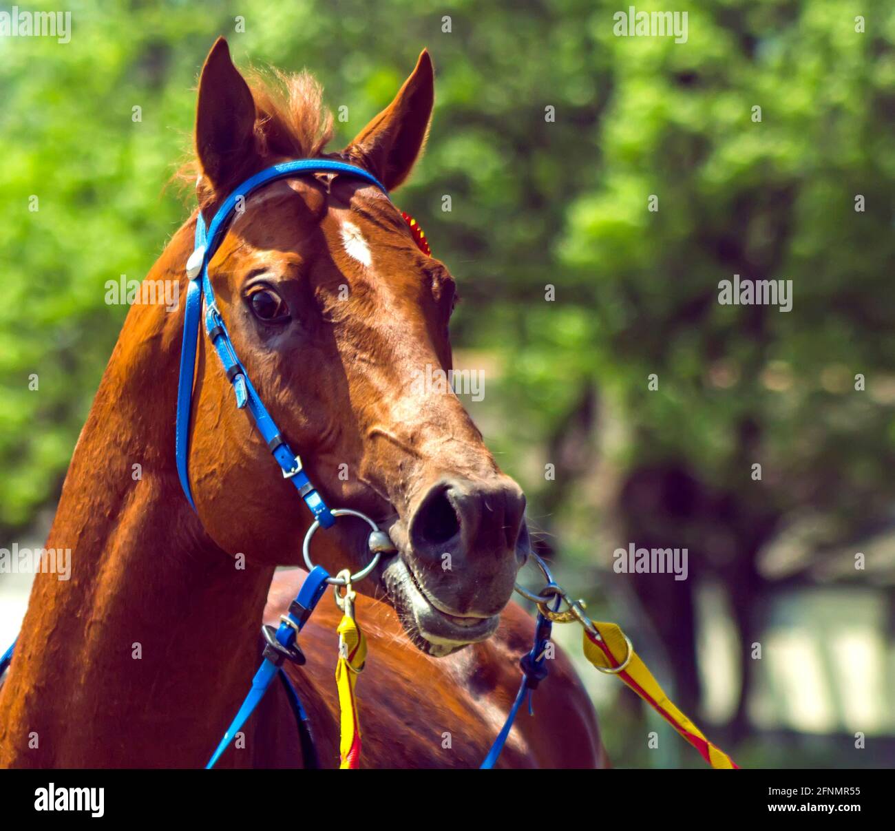 English thoroughbred red stallion before horse race Stock Photo - Alamy