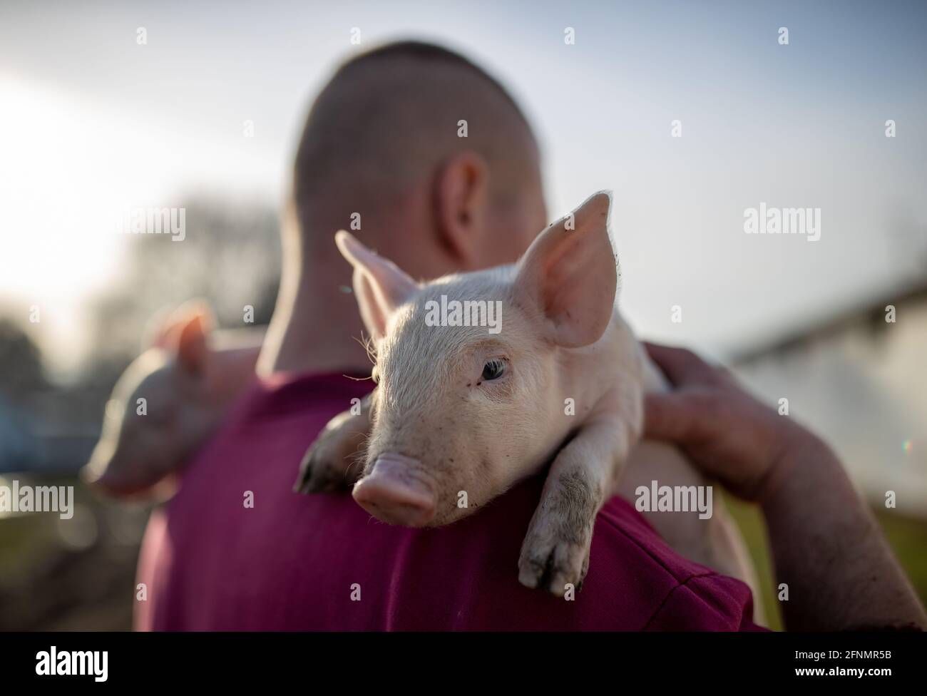 Farmer holding two small piglets on shoulders on ranch Stock Photo - Alamy