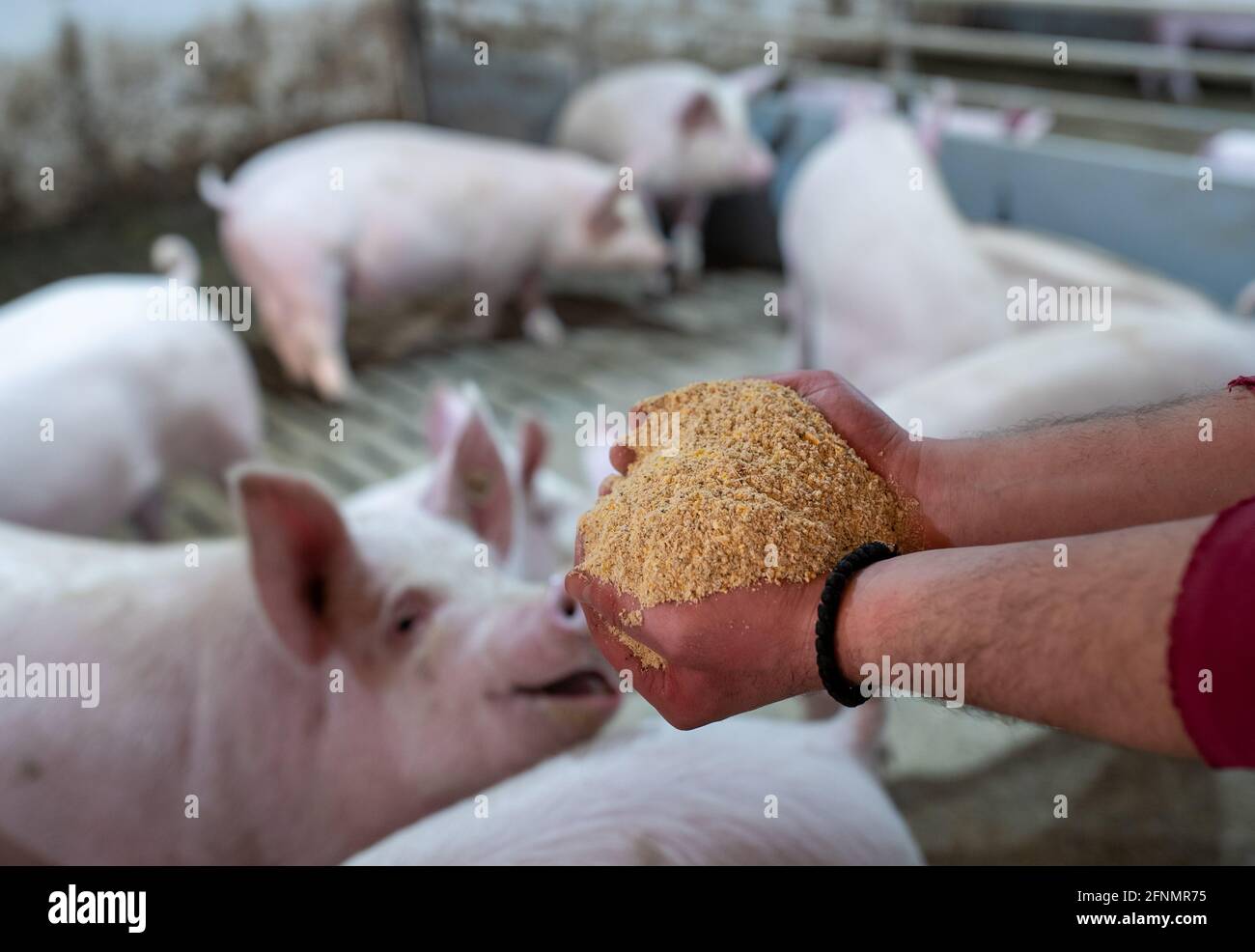 Farmer holding dry feed in hands in front of pigs in barn Stock Photo ...