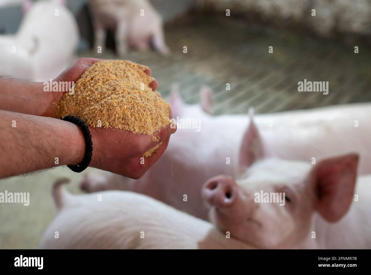 Farmer holding dry feed in hands in front of pigs in barn Stock Photo ...