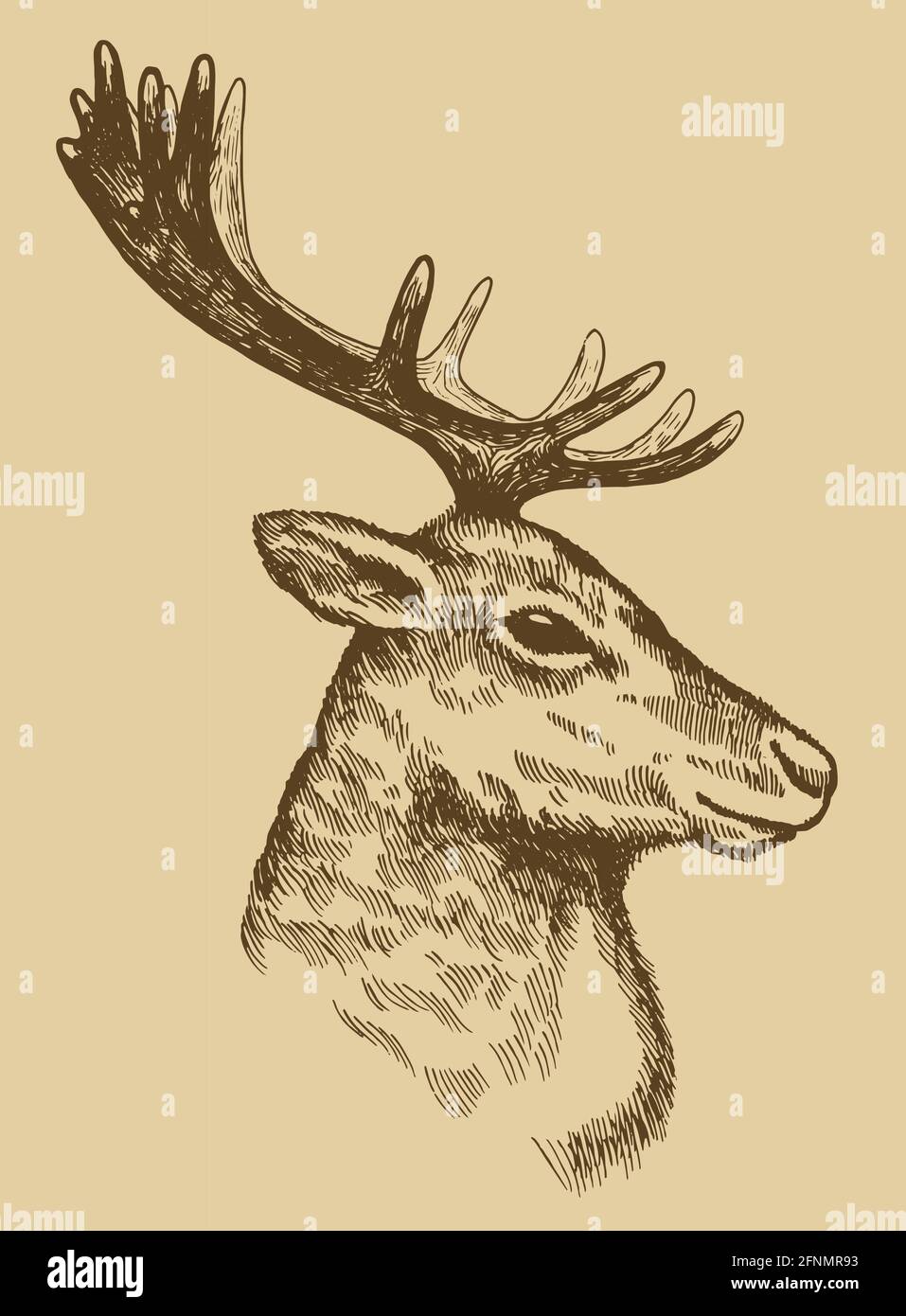 Reindeer Head Illustration