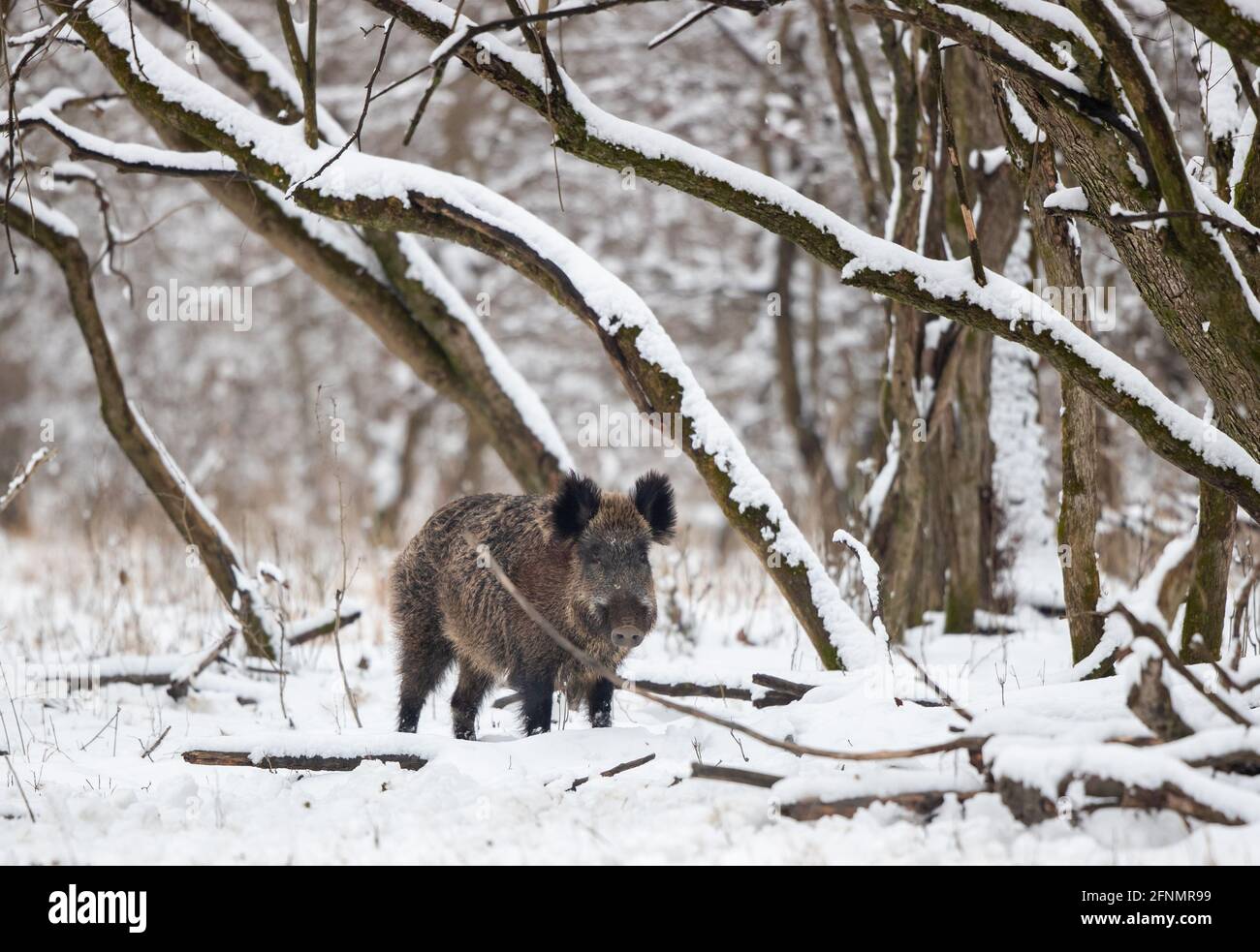 Boar in motion hi-res stock photography and images - Alamy