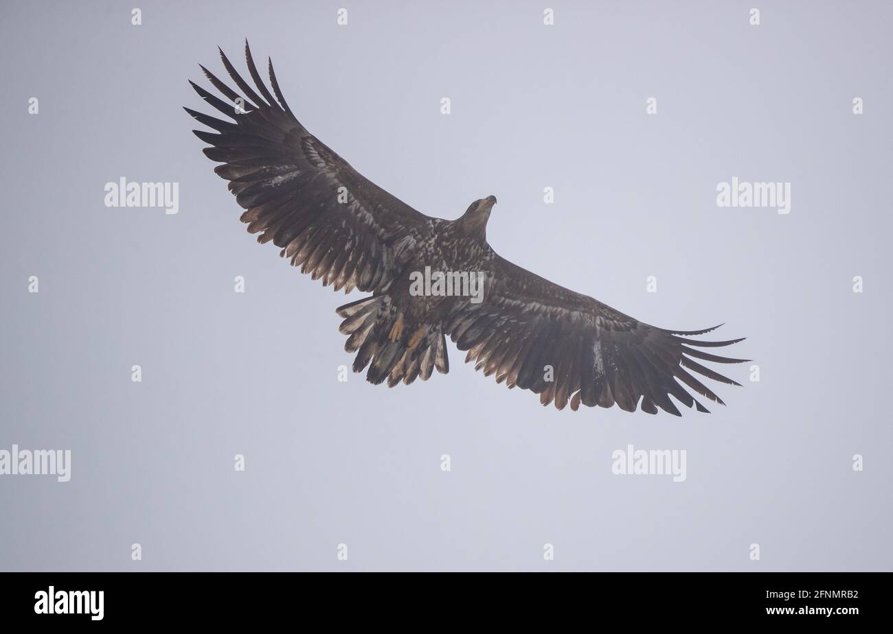 Common buzzard wings spread hi-res stock photography and images - Alamy