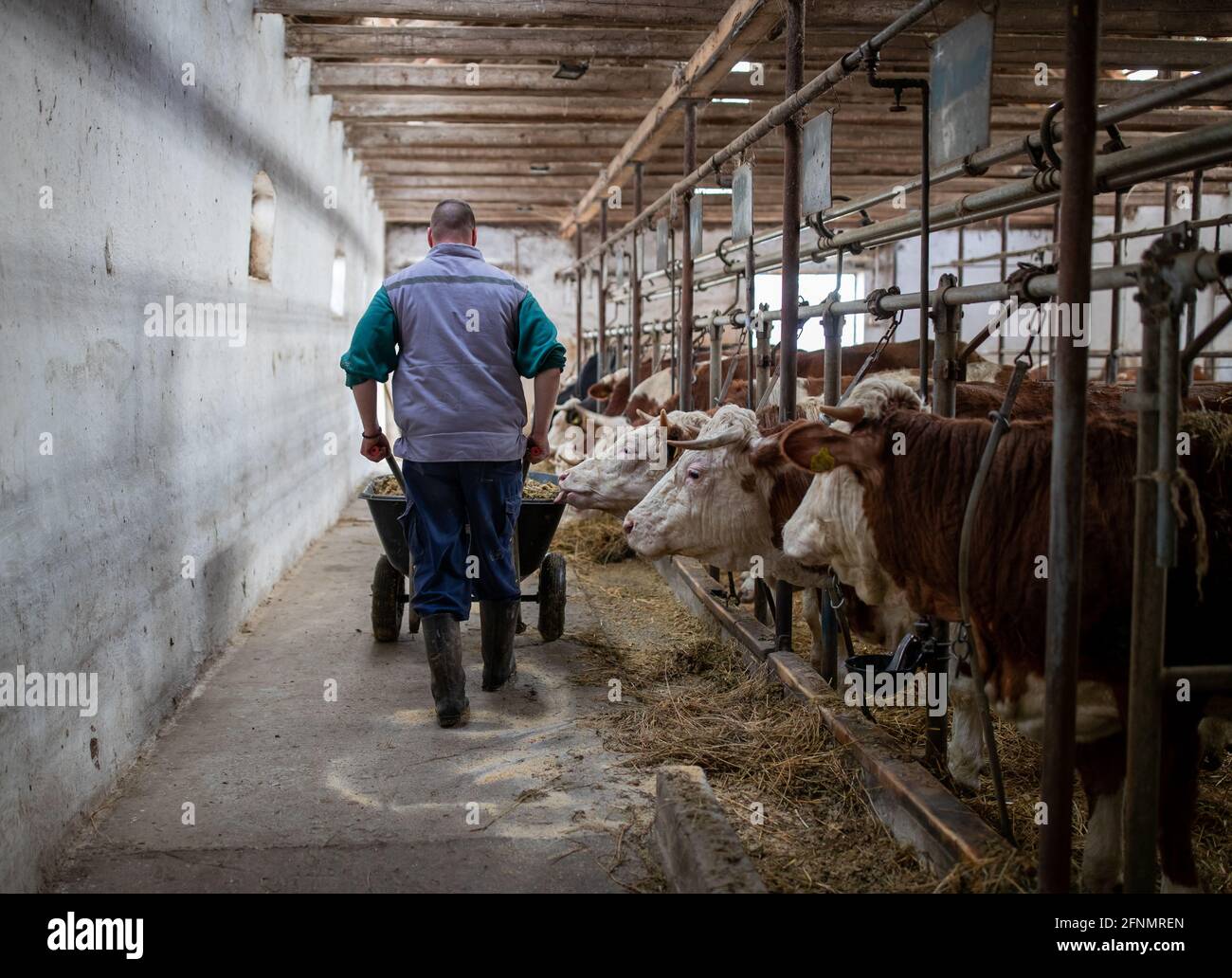 Young farmer pushing wheelbarrow with hay for cows in stable Stock ...