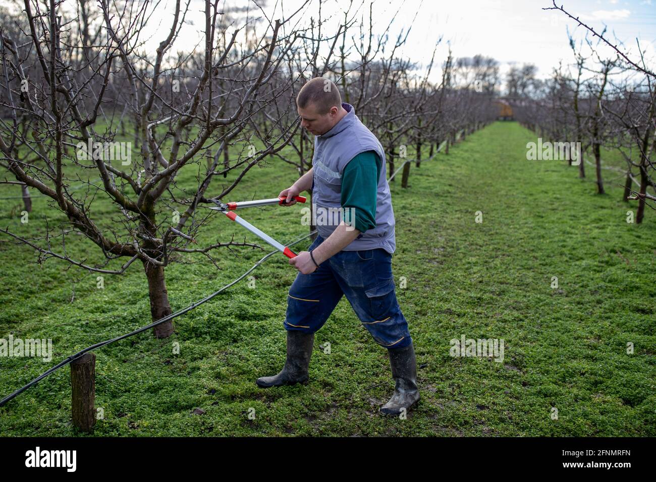 Pruning fruit tree hi-res stock photography and images - Alamy