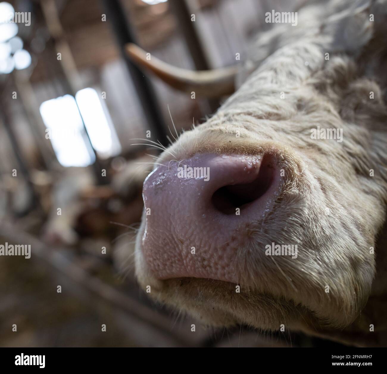 Cute dairy cows in stable hi-res stock photography and images - Alamy