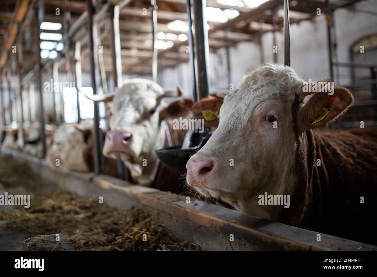 Simmental cows lying down in stable on dairy farm Stock Photo - Alamy