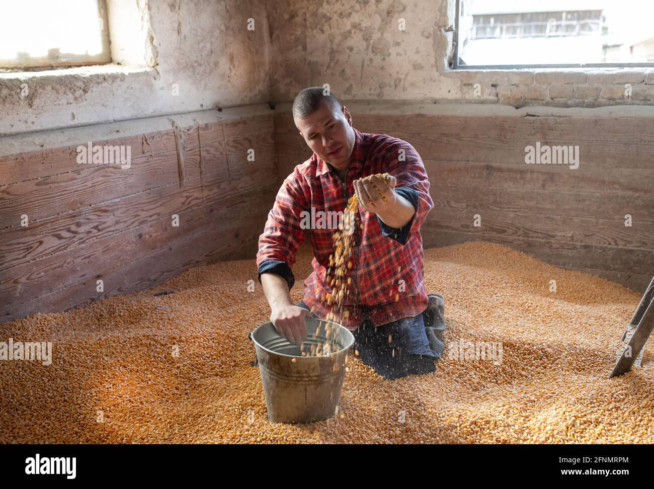 Farmer filling bucket with corn while squatting in pile of grains for ...