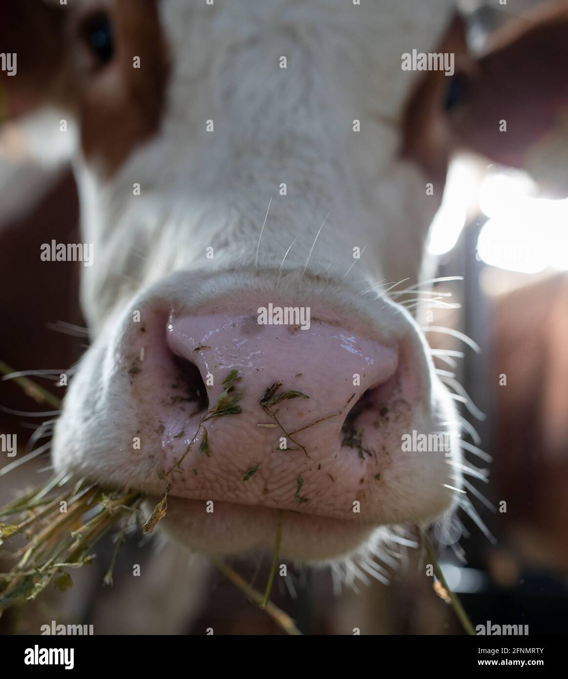 Close up of simmental cow's head, eating lucerne in stable Stock Photo ...