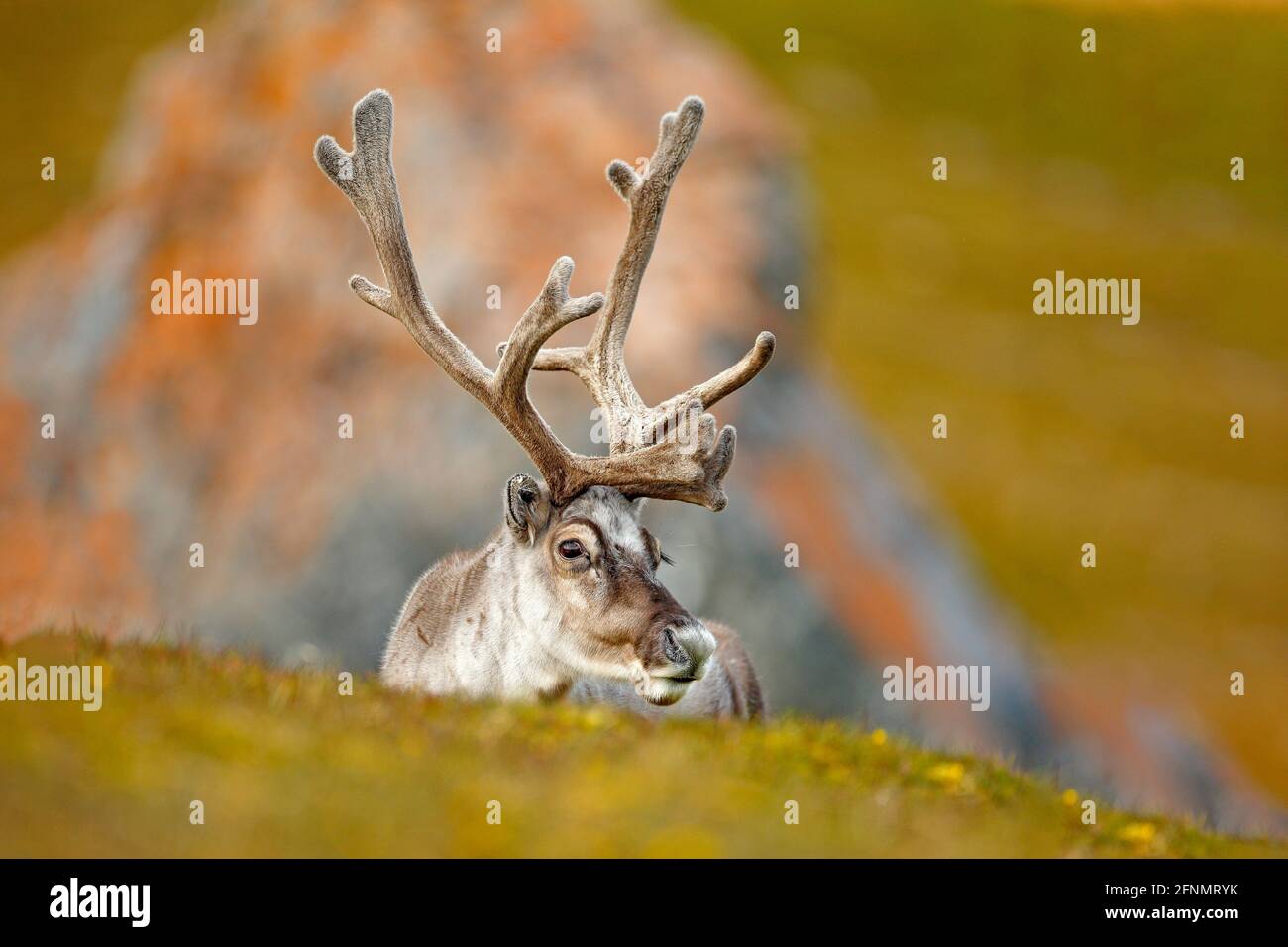 Wild animal from Norway. Reindeer, Rangifer tarandus, with massive ...
