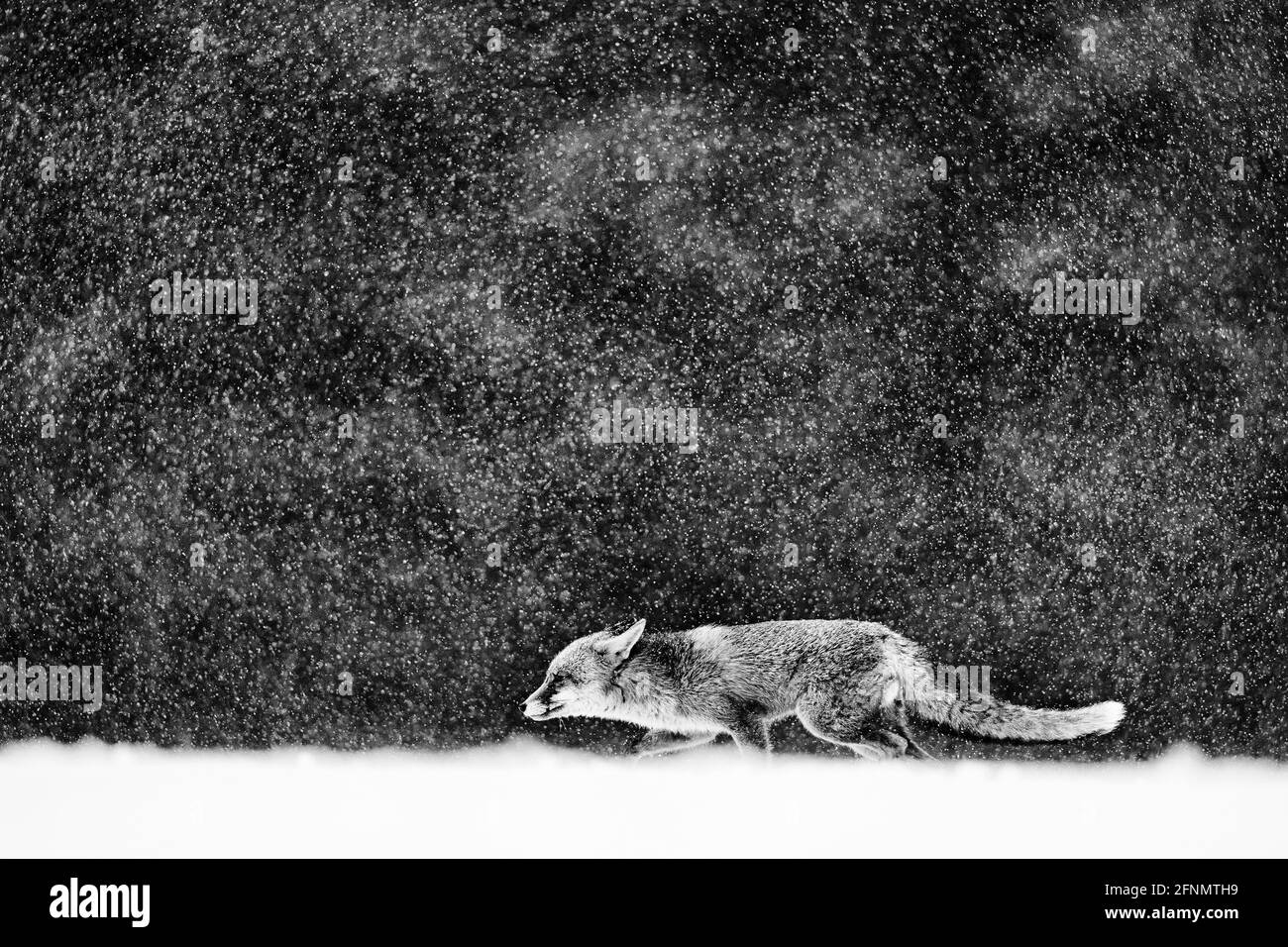 Fox europe Black and White Stock Photos & Images - Alamy