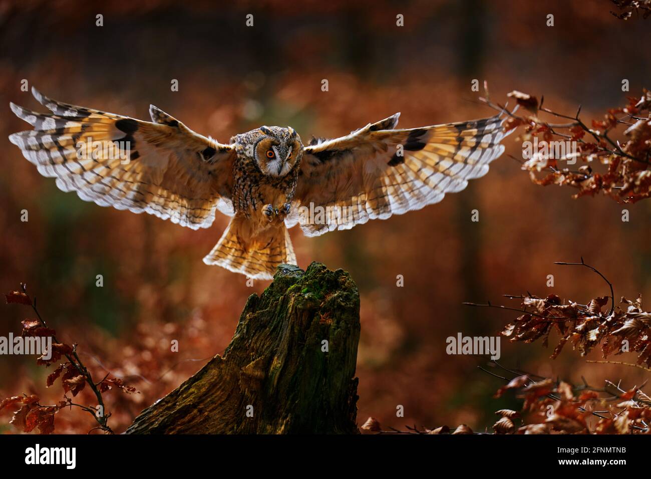 Owl fly in autumn forest. Owl in orange wood, yellow eye. Long-eared ...