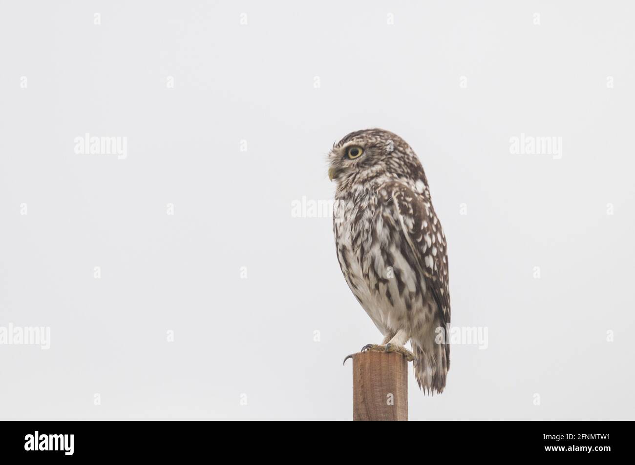 Little owl on a pole hi-res stock photography and images - Alamy