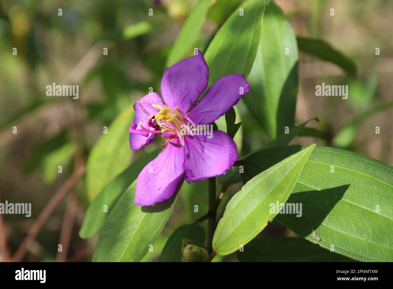 Sri Lankan most famous Ayurveda plant "Bovitiya" Osbeckia octandra in ...