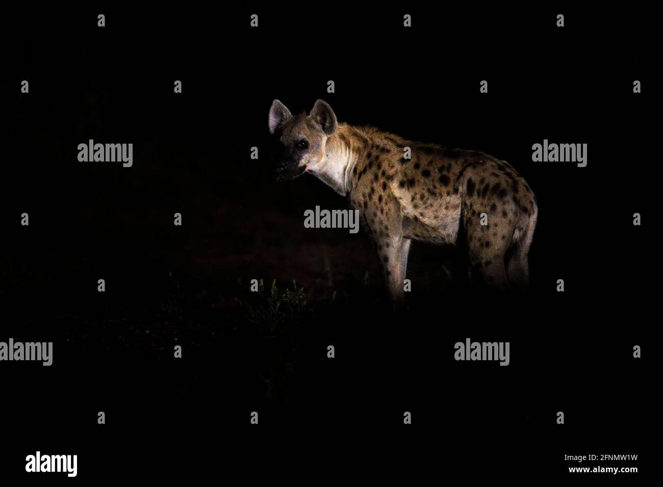 Hyena at dark night. Spotted hyena, Crocuta crocuta, angry animal near ...