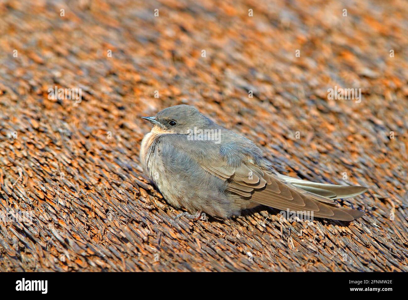 Rock martin, Ptyonoprogne fuligula, small passerine bird in the swallow ...