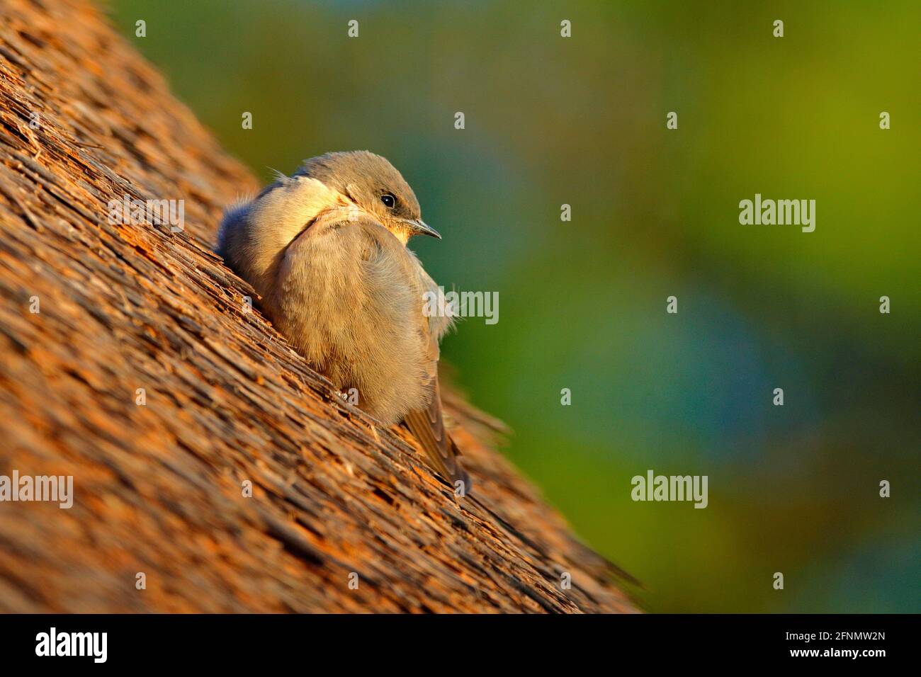 Rock martin, Ptyonoprogne fuligula, small passerine bird in the swallow ...