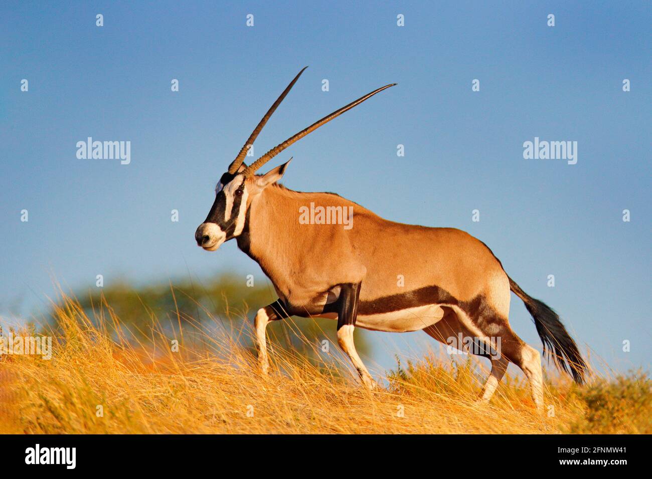 Gemsbok with golden grass. Gemsbuck, Oryx gazella, large antelope in ...