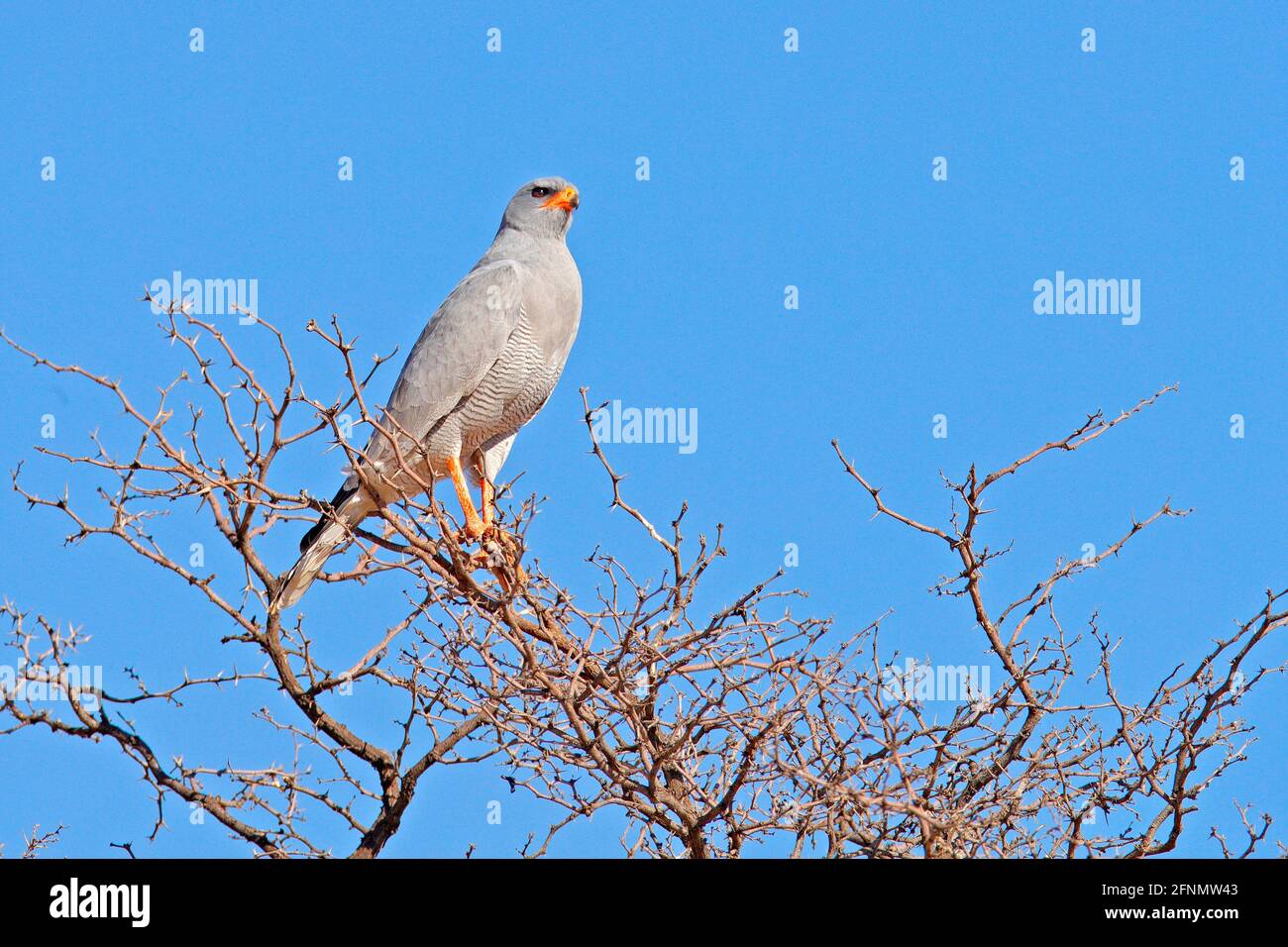 Wild Pale chanting goshawk, Melierax canorus, bird of prey from ...