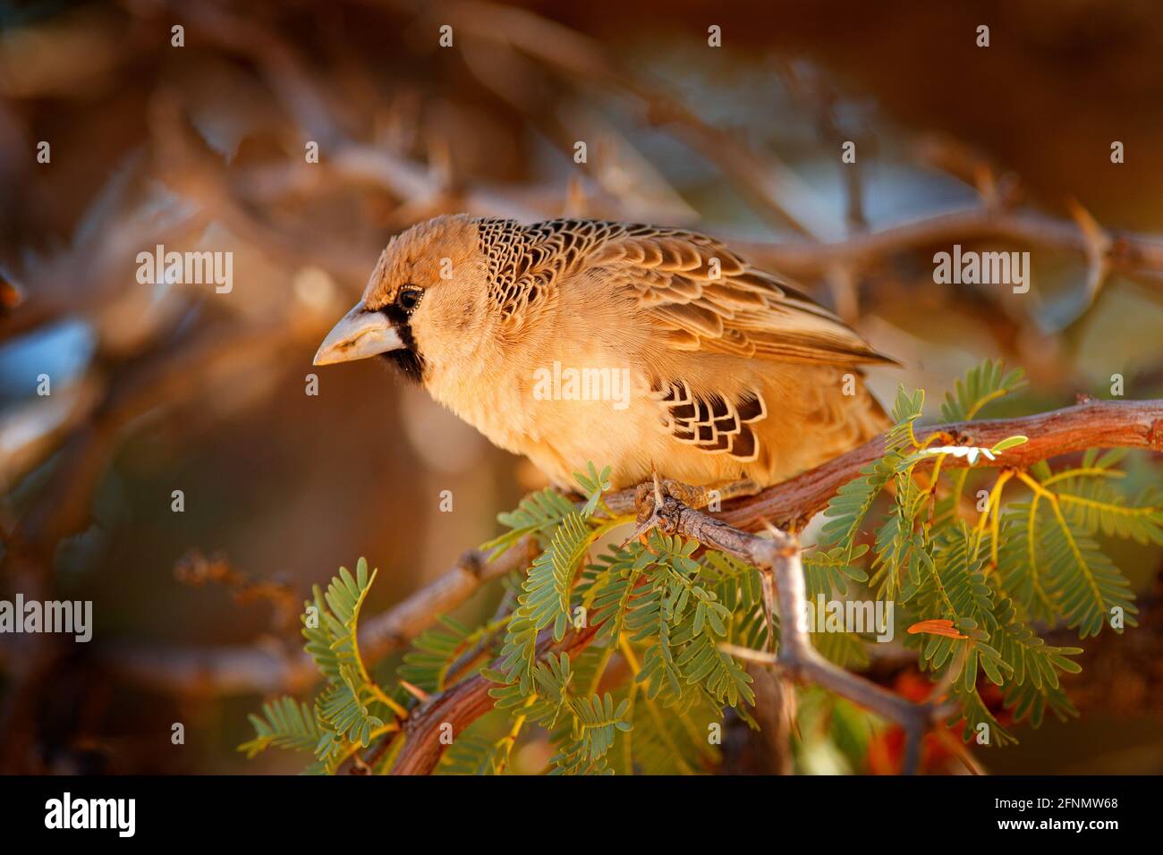 Sociable Weaver, Philetairus socius, in nature habitat. Bird with black ...