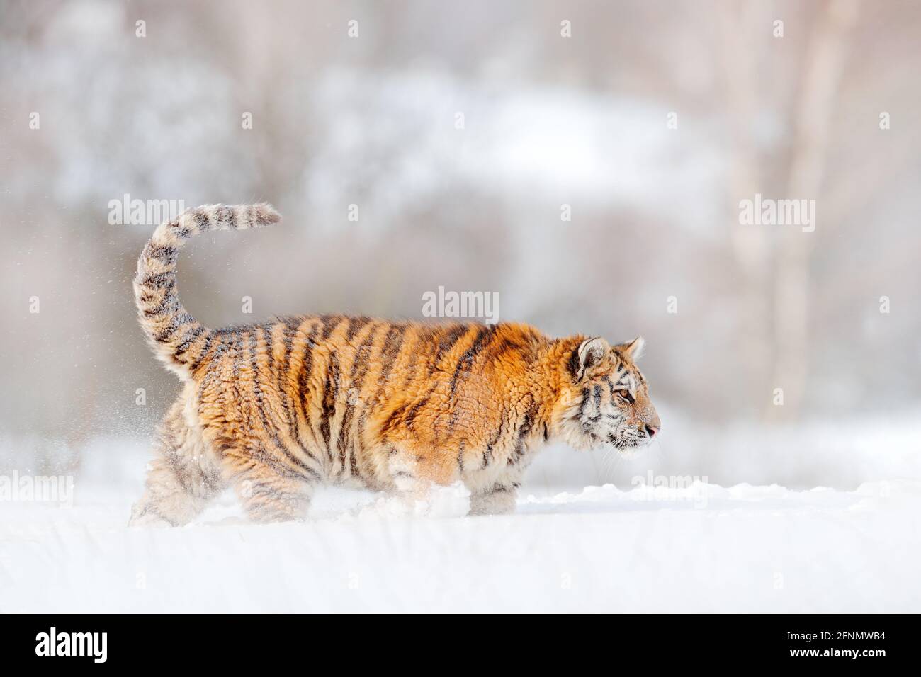 Siberian tiger, Panthera tigris altaica. Action wildlife scene with ...