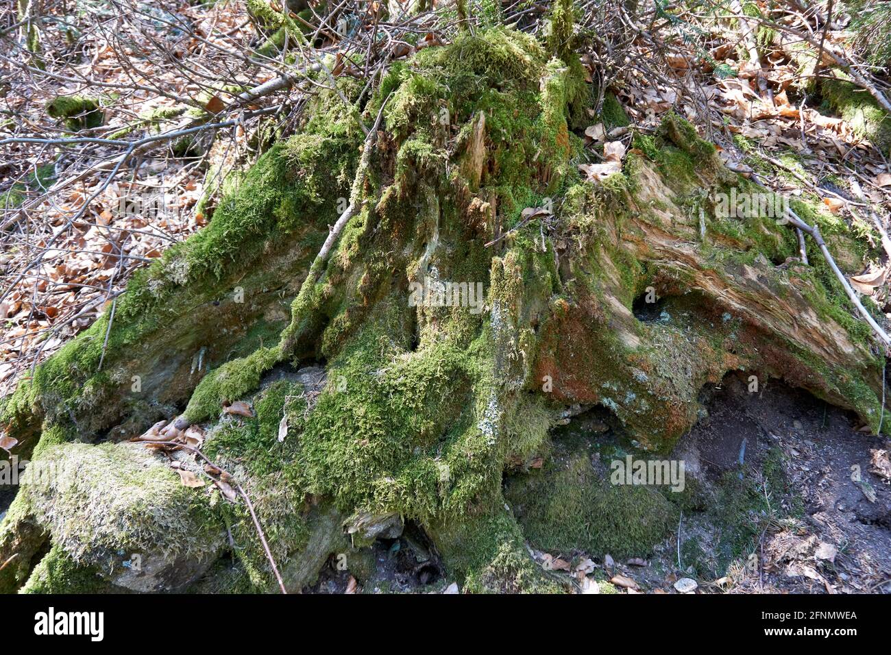 Dead tree stump in a forest covered in moss Stock Photo - Alamy