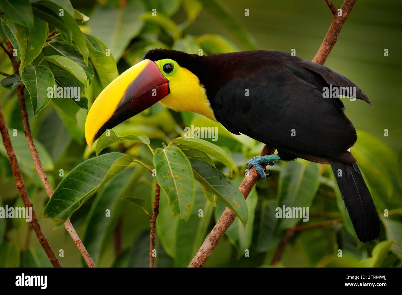 Toucan with big bill. Rainy season in America. Chestnut-mandibled ...