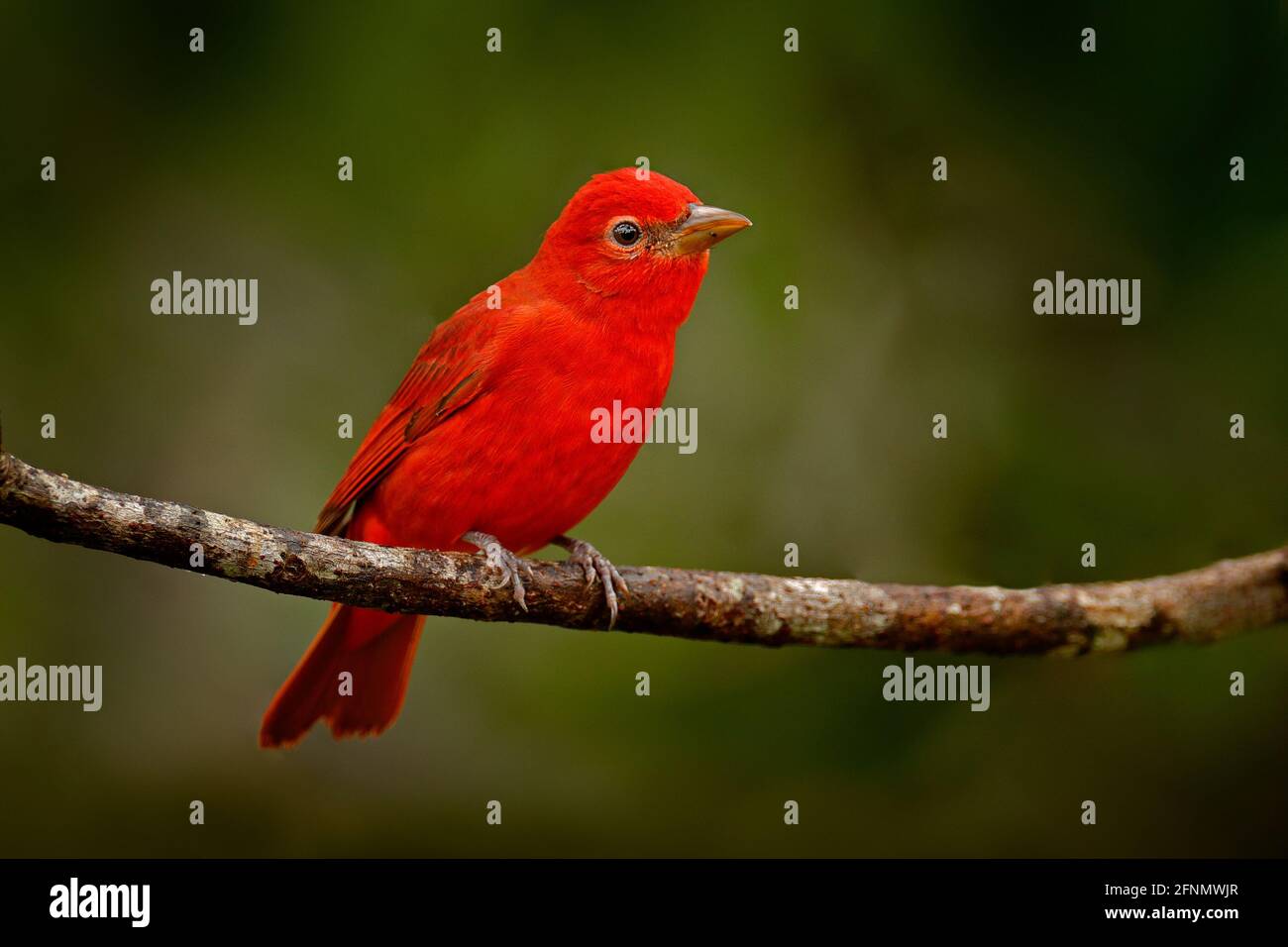 Red tanager in green vegetation. Red tanager on the big palm leave ...