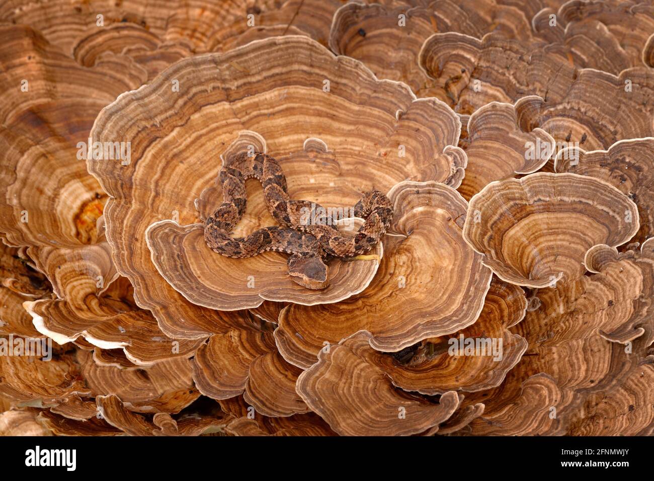 Fer-de-Lance, on the tree fungus. Venomous snake in the nature habitat ...