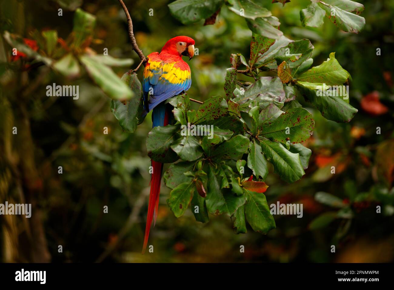 Scarlet Macaw, Ara macao, in dark green tropical forest, Brazil ...