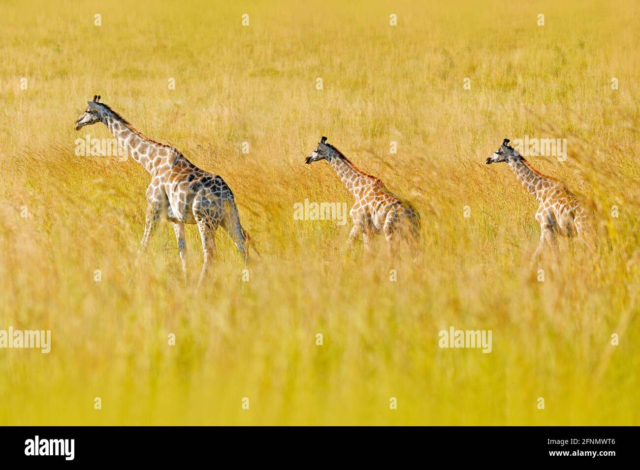 Giraffe babe. Young Giraffe and morning sunrise. Green vegetation with ...