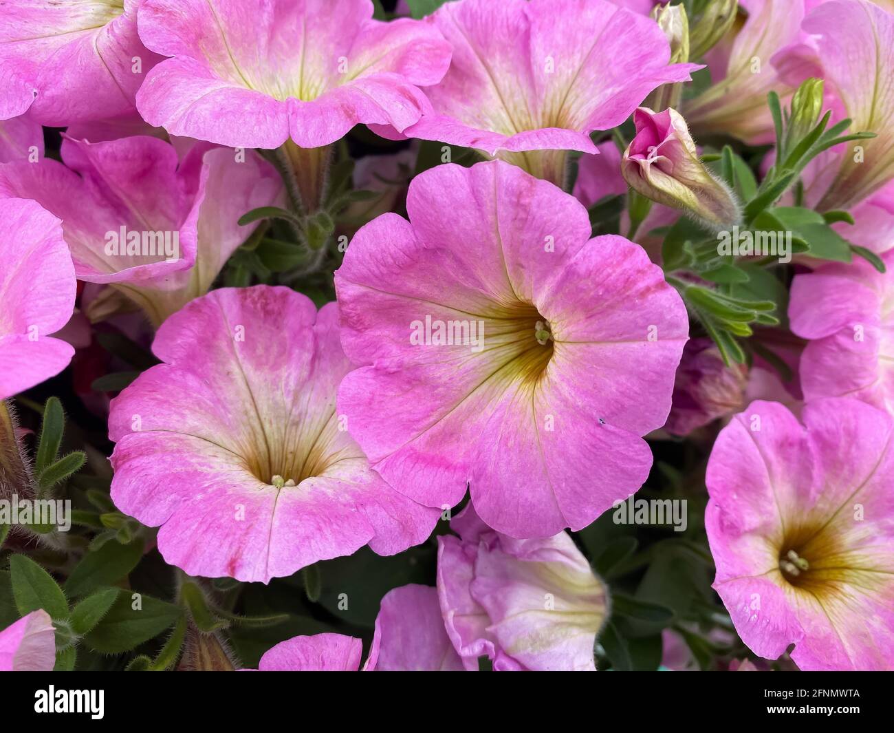 Petunia hanging hi-res stock photography and images - Alamy