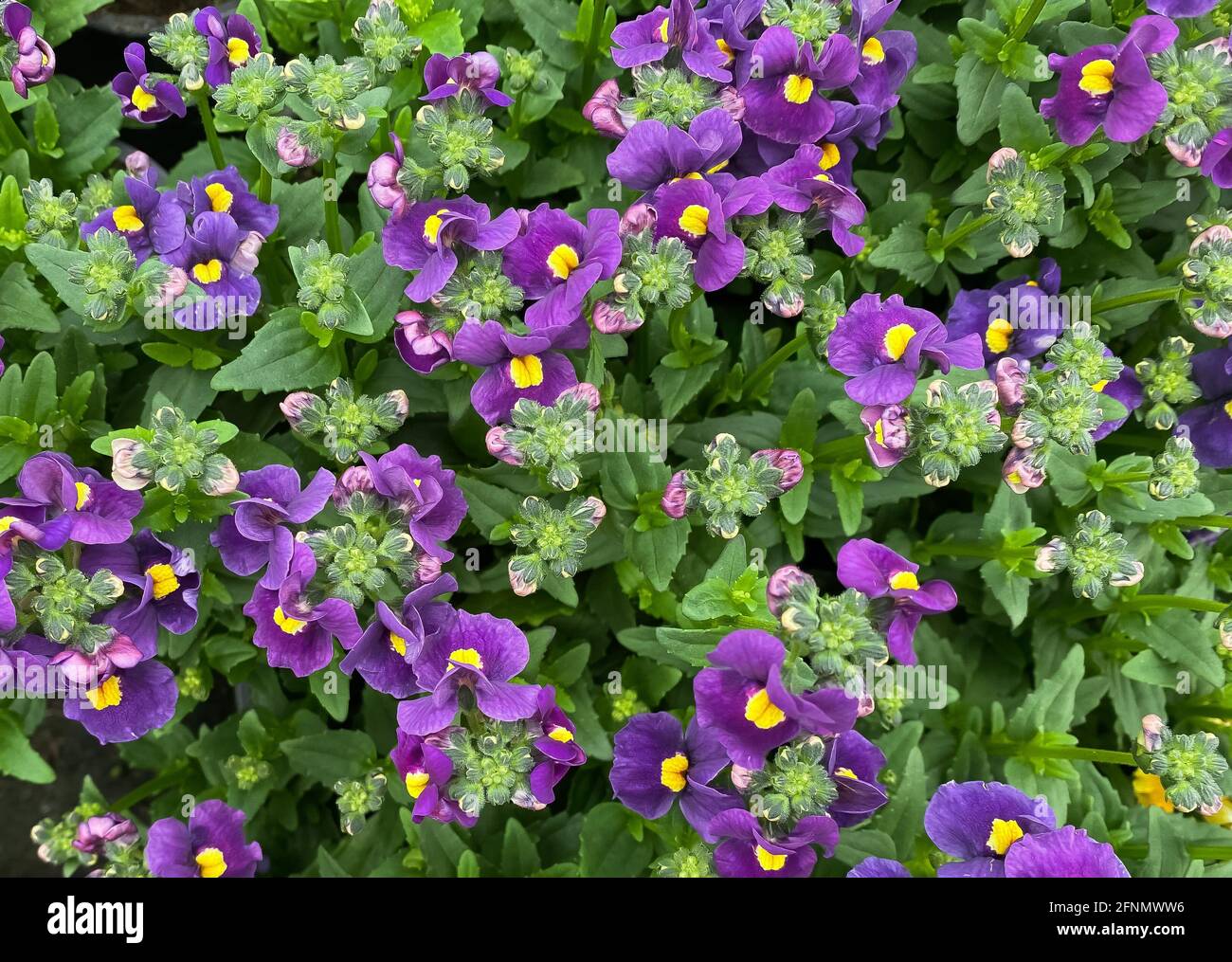 Top view on many isolated purple yellow nemesia flowers with green ...