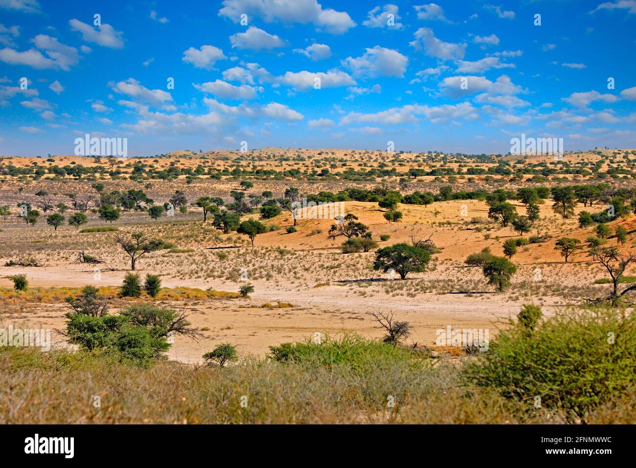 Dune landscape in the Kgalagadi Transfrontier Park, South Africa Stock ...