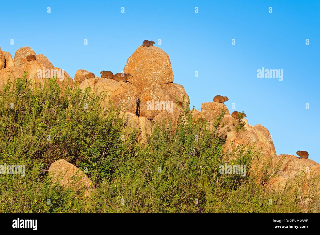 Herd group of hyrax on the stone hill. Rock Hyrax in rock habitat ...