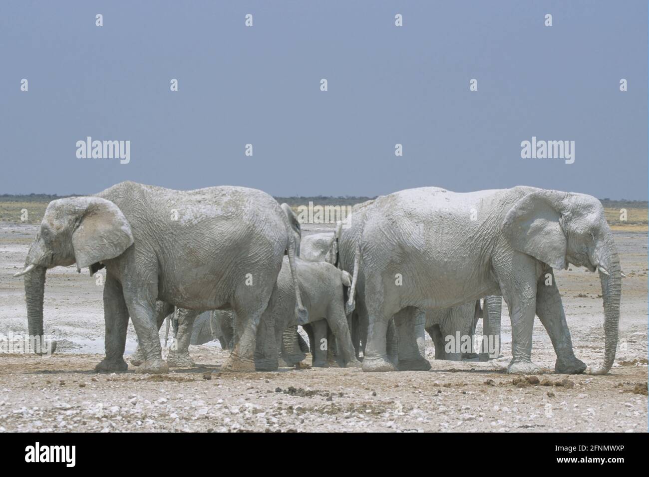 African elephant famous white elephants hi-res stock photography and ...