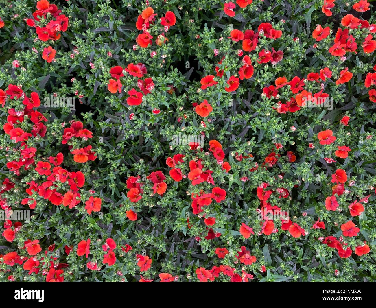 Nemesia flowers hi-res stock photography and images - Alamy