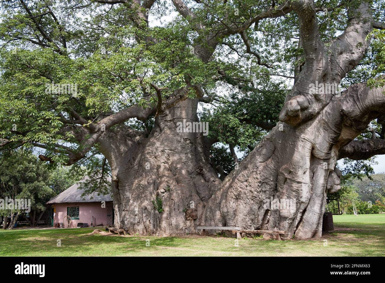 Tree baobab bar hi-res stock photography and images - Alamy