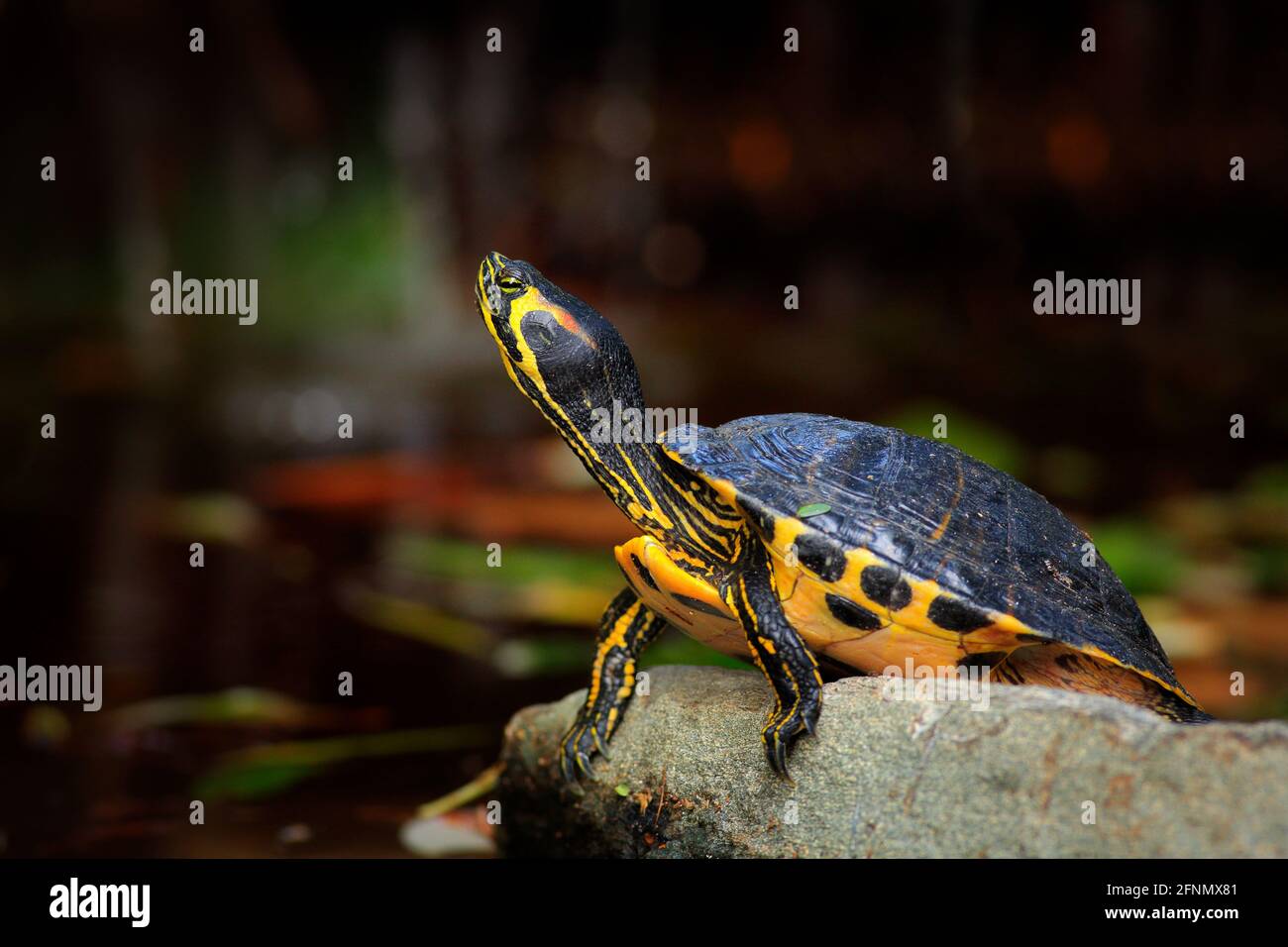 Turtle in the nature habitat, wildlife in Cuba. Cuban slider, Trachemys ...