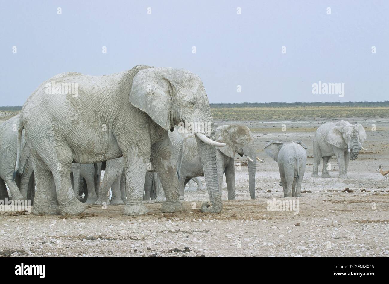 African Elephant - Etosha's famous 'White Elephants' Loxodonta africana ...
