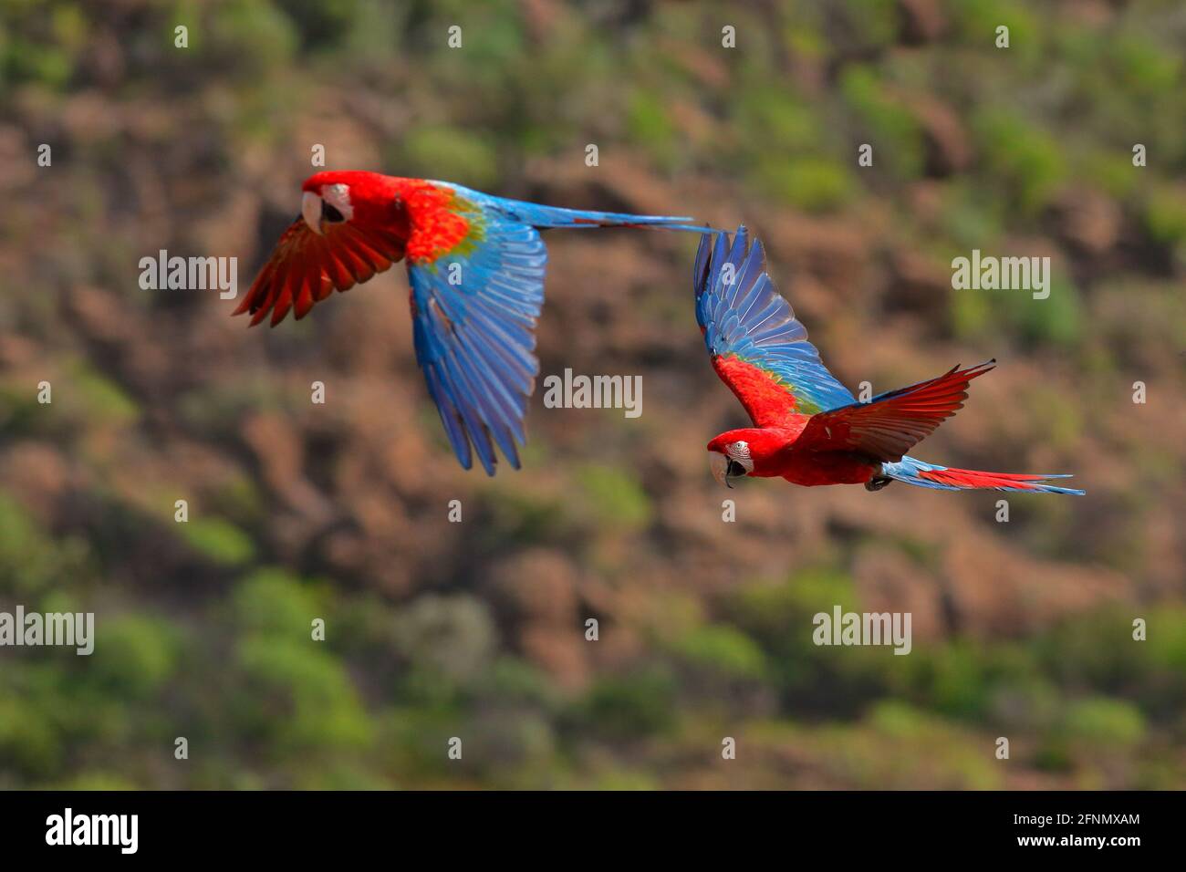 Red-and-green Macaws, Ara chloroptera, in the dark green forest habitat. Beautiful macaw parrots ...